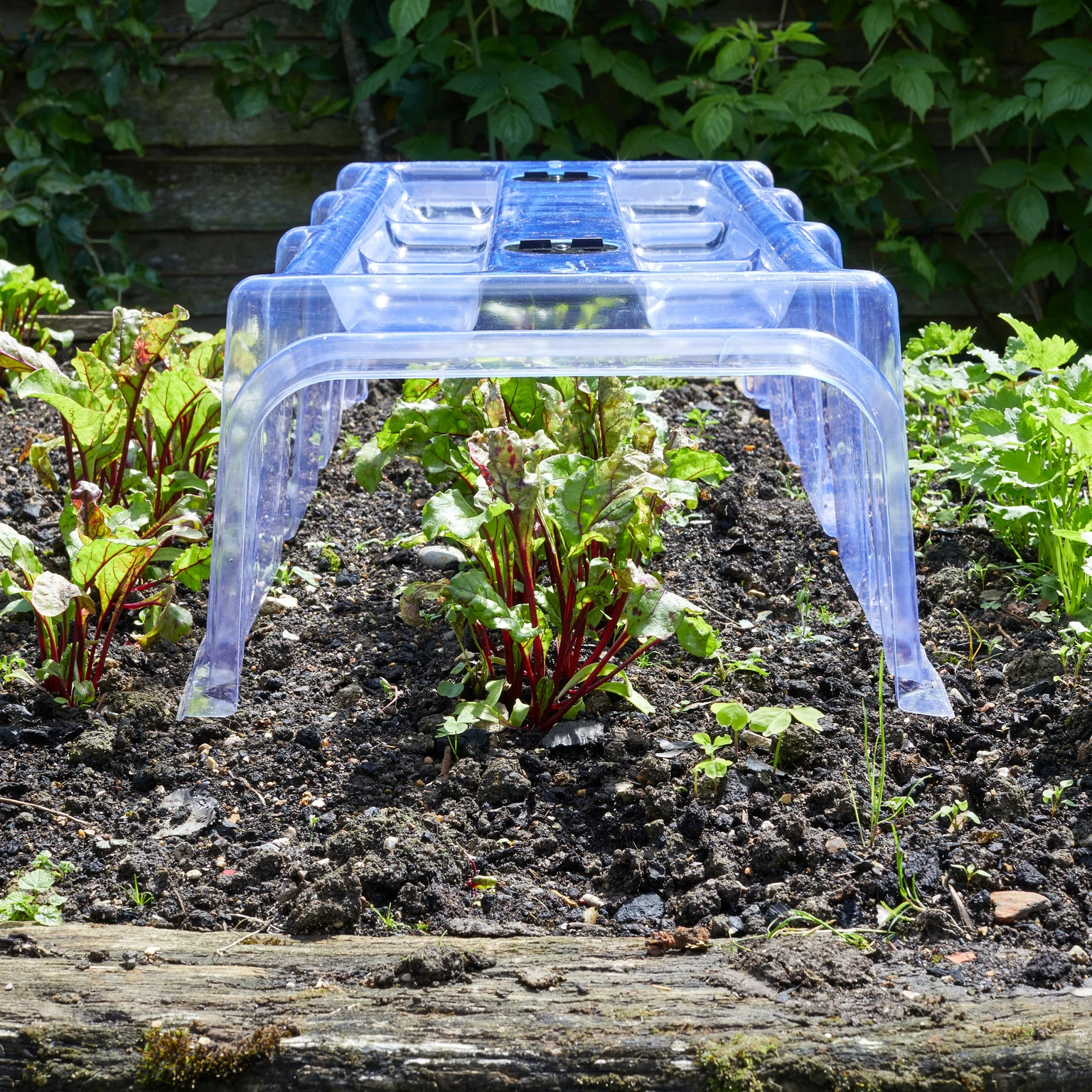 Clear Open Ended Cloche - Cowell's Garden Centre | Woolsington