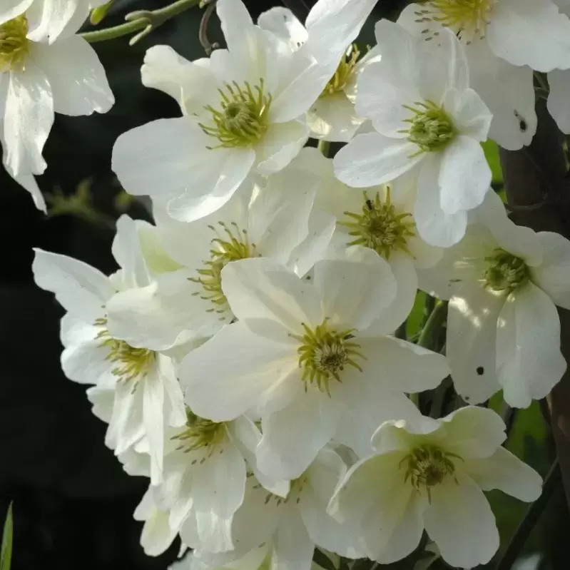 Clematis x cartmanii 'Avalanche' 3L - Cowell's Garden Centre | Woolsington