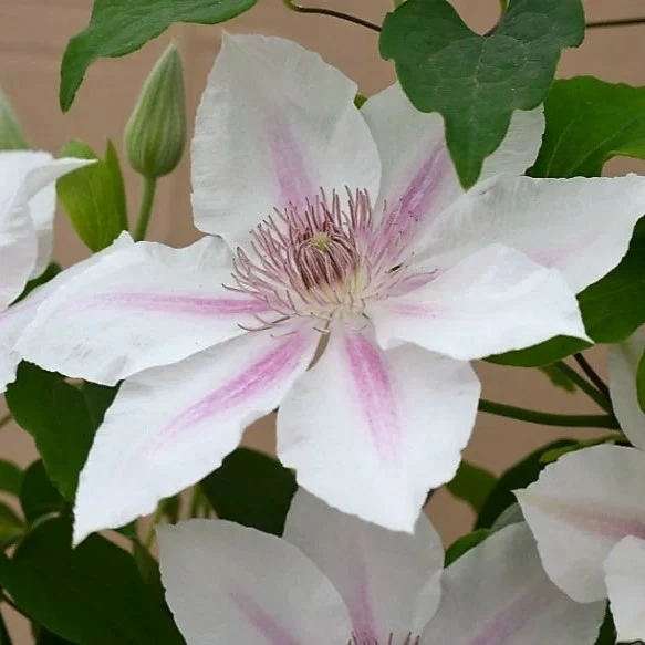 Clematis Boulevard Patio 'Corinne' - Cowell's Garden Centre | Woolsington