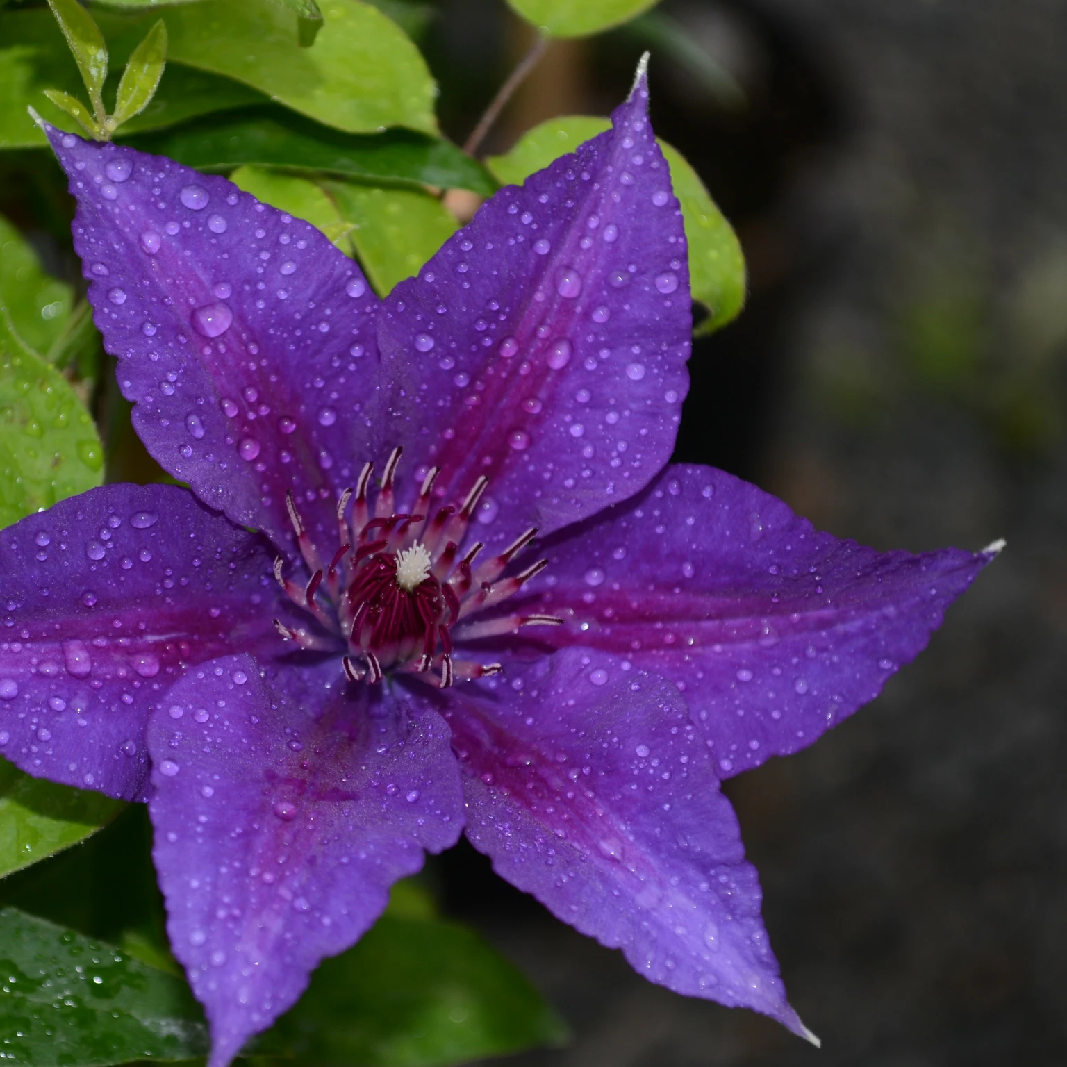 Clematis 'Edda' - Cowell's Garden Centre | Woolsington