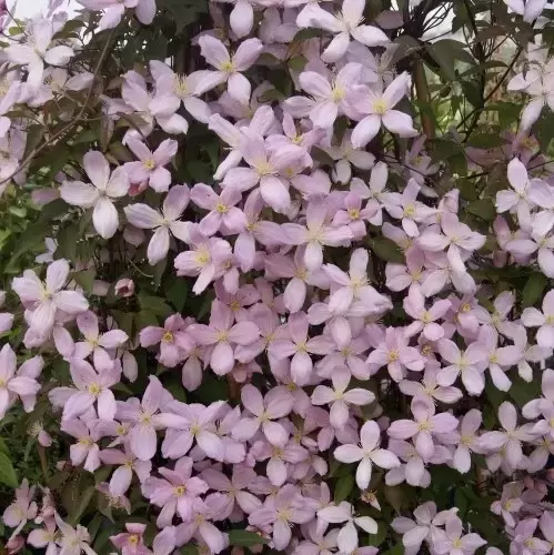 Clematis montana 'Elizabeth' 3L - Cowell's Garden Centre | Woolsington