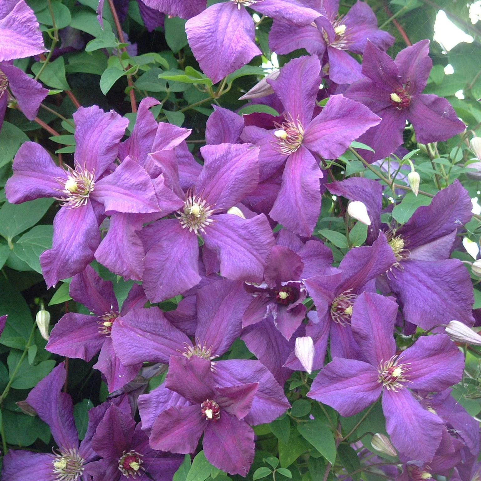 Clematis viticella 'Polish Spirit' - Cowell's Garden Centre | Woolsington
