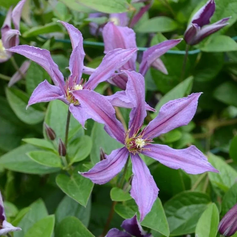 Clematis x integrifolia 'Saphyra Estrella' - Cowell's Garden Centre ...