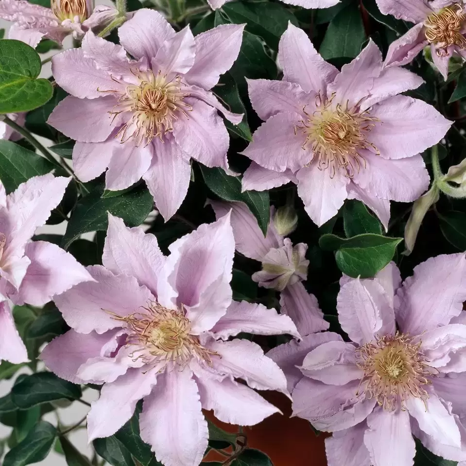 Clematis Tudor Patio 'Filigree' 3L - Cowell's Garden Centre | Woolsington