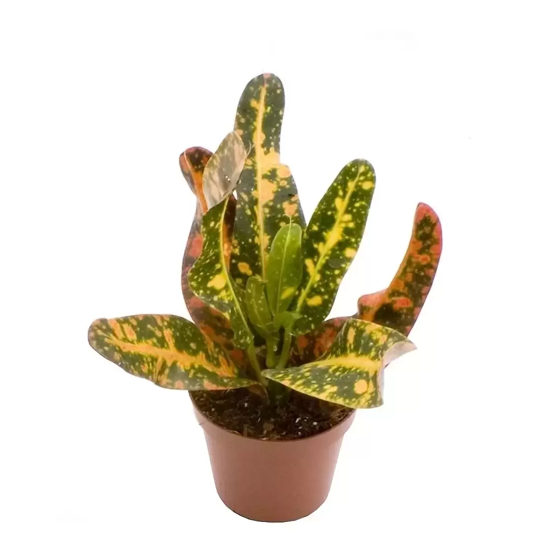 Codiaeum (Croton) 'Red Banana' - Cowell's Garden Centre | Woolsington