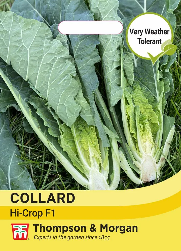 Collard Hi-Crop F1 - Cowell's Garden Centre | Woolsington