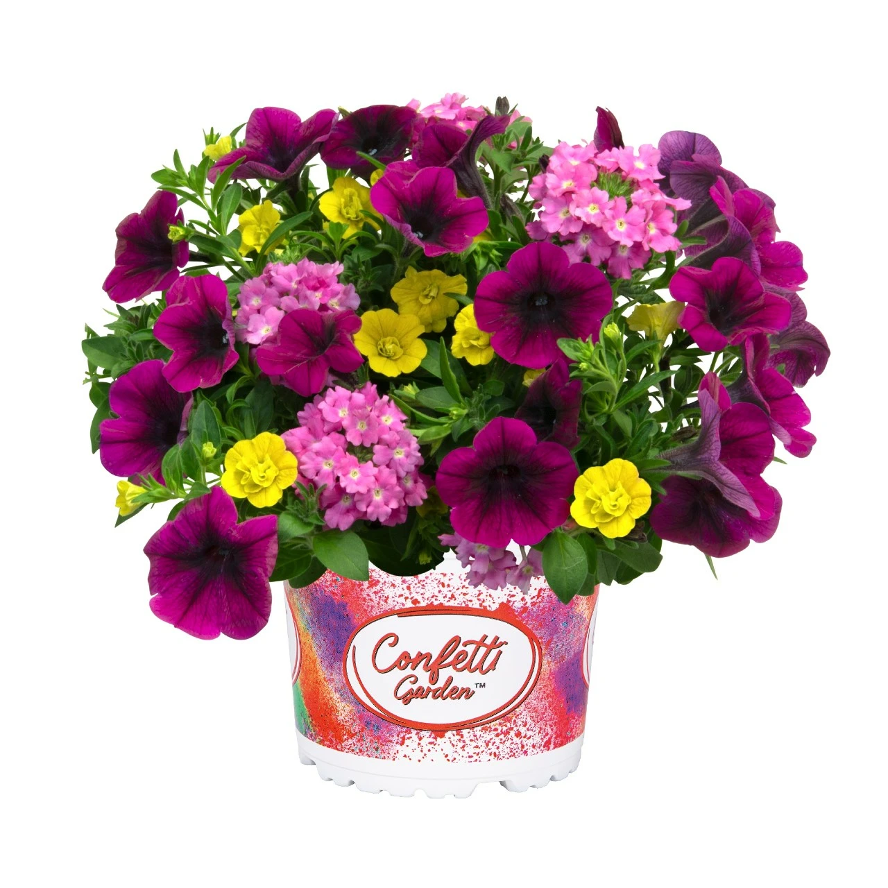 Confetti Garden™ Cuddle - Cowell's Garden Centre | Woolsington