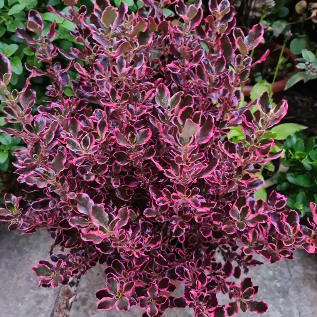Coprosma 'Eclipse' 2L - Cowell's Garden Centre | Woolsington