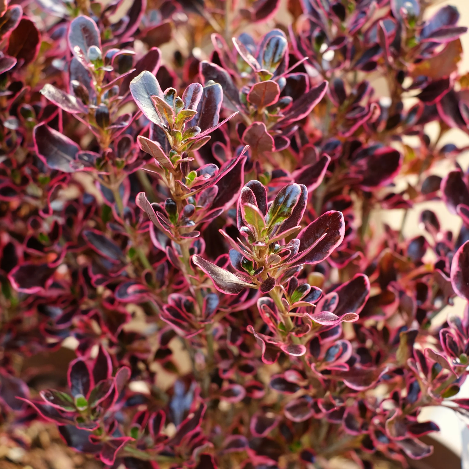 Coprosma 'Pacific Dawn' - Cowell's Garden Centre | Woolsington