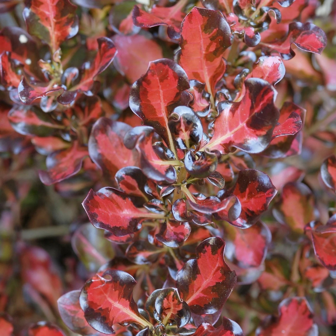Coprosma 'Pacific Sunset' 3L - Cowell's Garden Centre | Woolsington