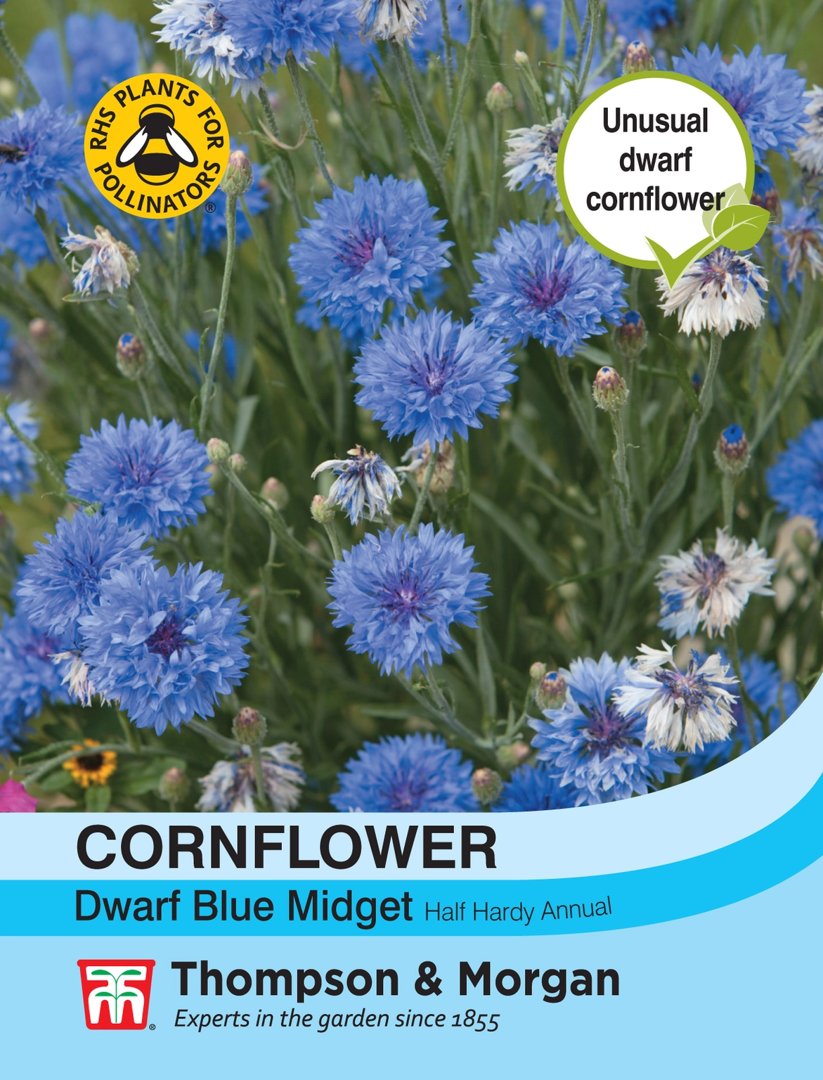 Cornflower Dwarf Blue Midget - Cowell's Garden Centre | Woolsington