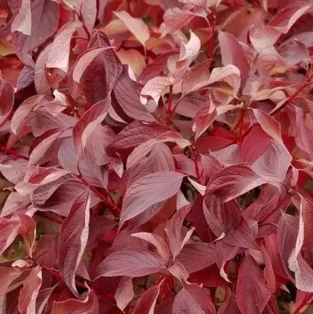 Cornus alba 'Baton Rouge' - Cowell's Garden Centre | Woolsington