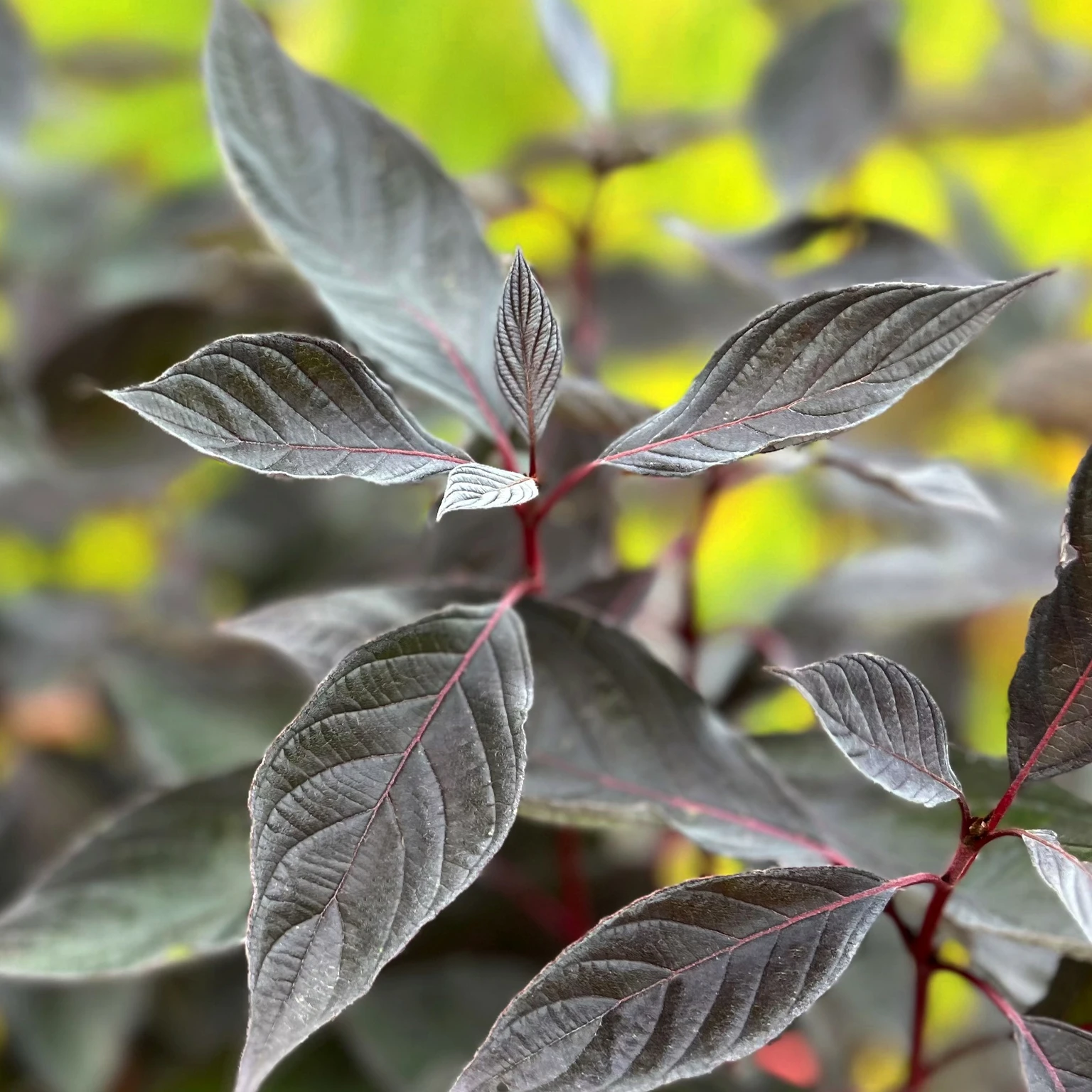 Cornus alba 'Nightfall' 3L - Cowell's Garden Centre | Woolsington