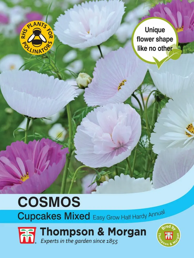 Cosmos Cupcakes Mixed - Cowell's Garden Centre | Woolsington