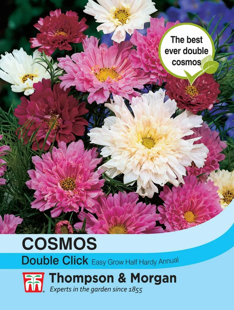 Cosmos Double Click - Cowell's Garden Centre | Woolsington