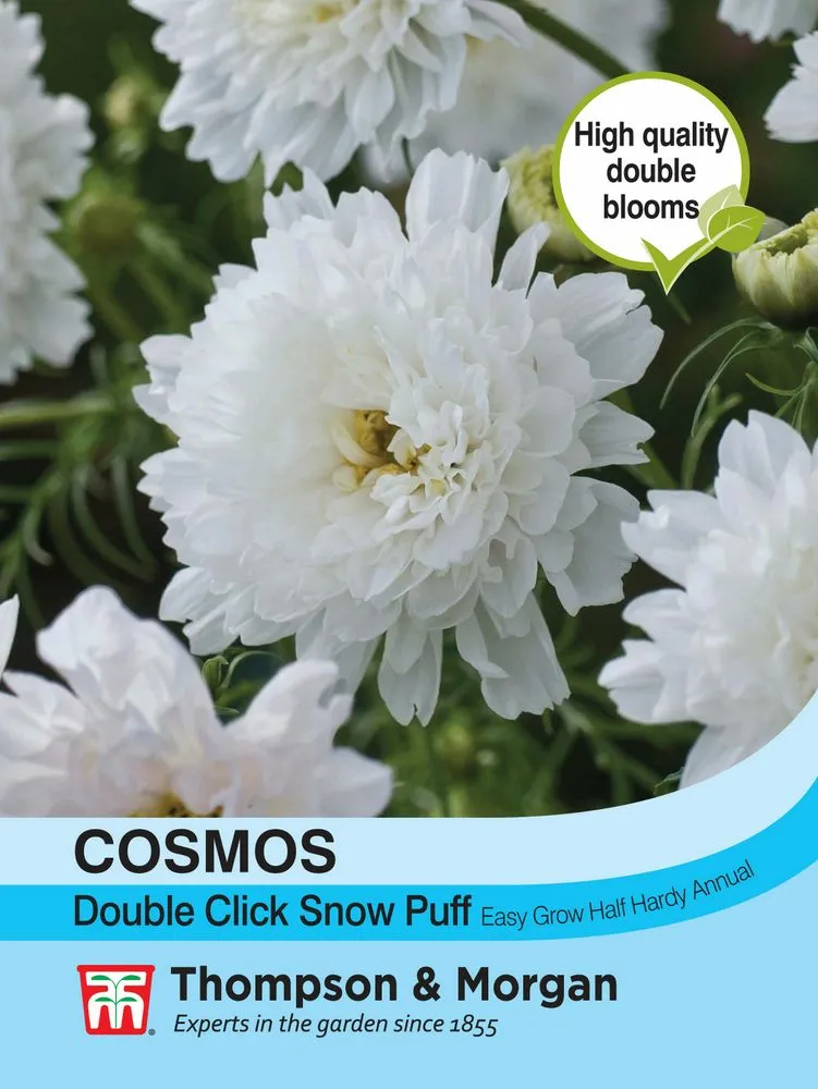 Cosmos Double Click Snow Puff - Cowell's Garden Centre | Woolsington