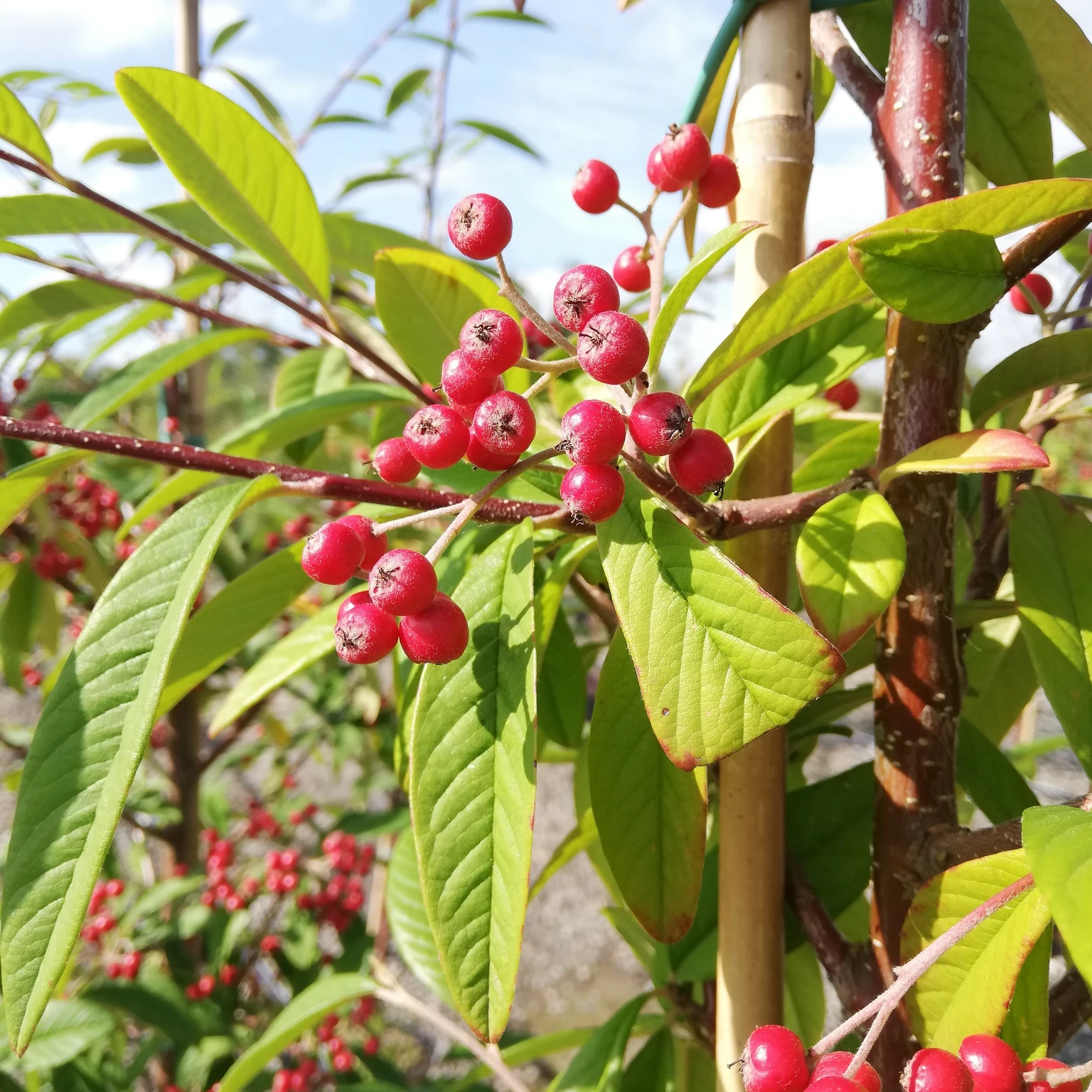 Cotoneaster frigidus 'Cornubia' - Cowell's Garden Centre | Woolsington