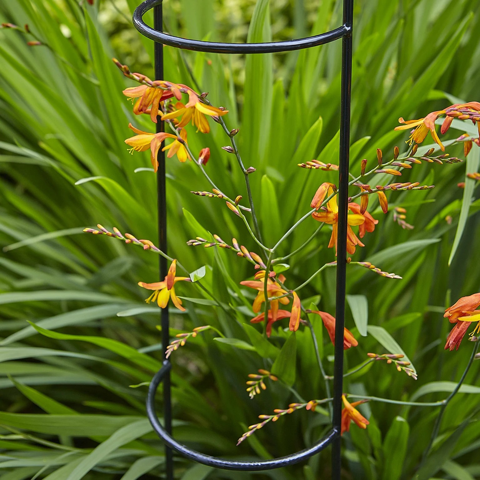 Cottage Garden Column Plant Support - Cowell's Garden Centre | Woolsington
