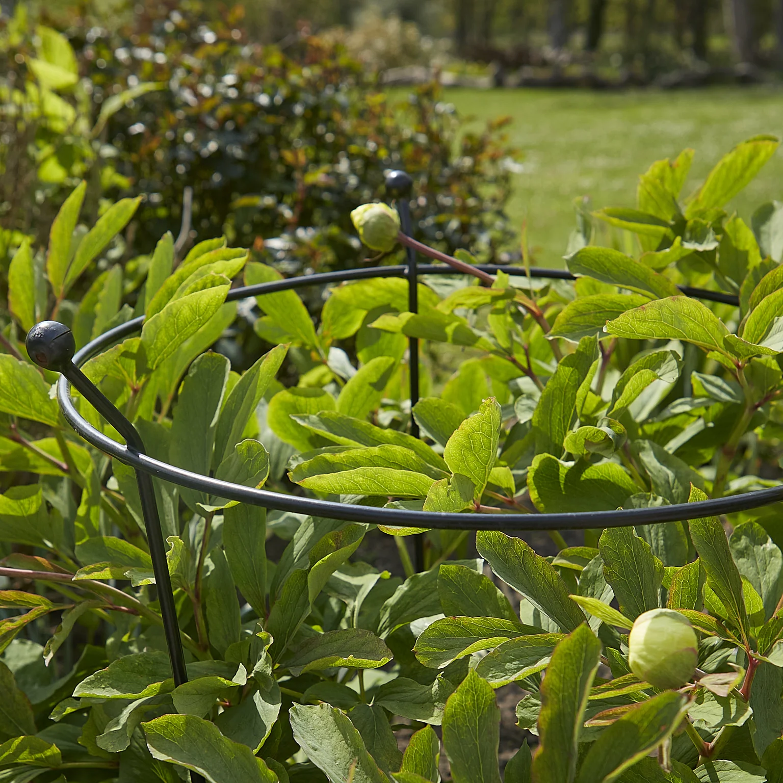 Cottage Garden Plant Support Ring - Large - Cowell's Garden Centre ...