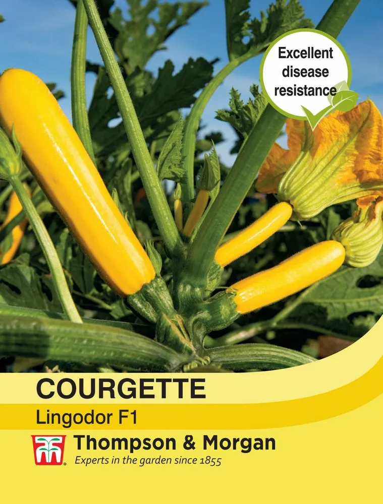 Courgette Lingodor F1 Seeds - Cowell's Garden Centre | Woolsington
