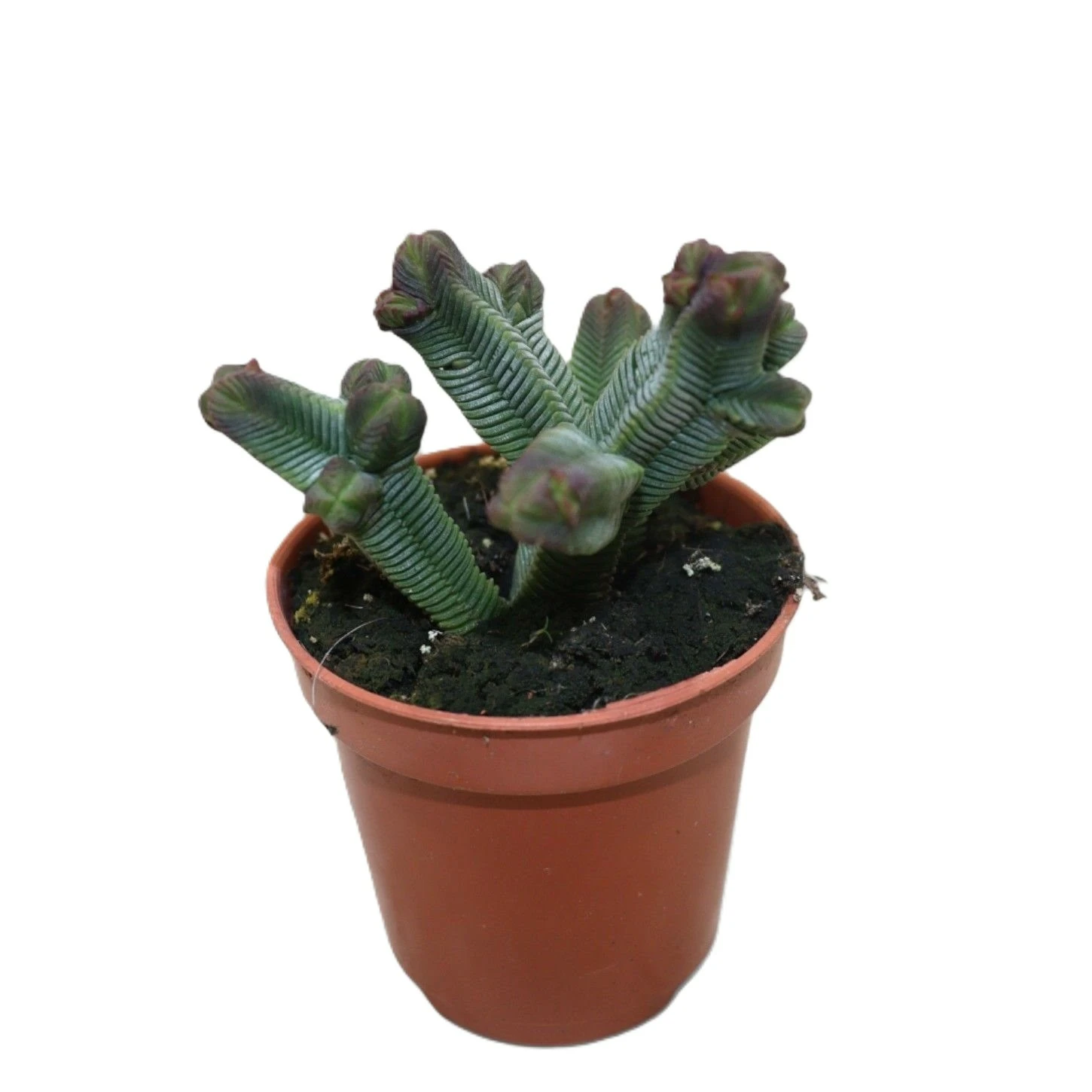 Crassula pyramidalis - Cowell's Garden Centre | Woolsington