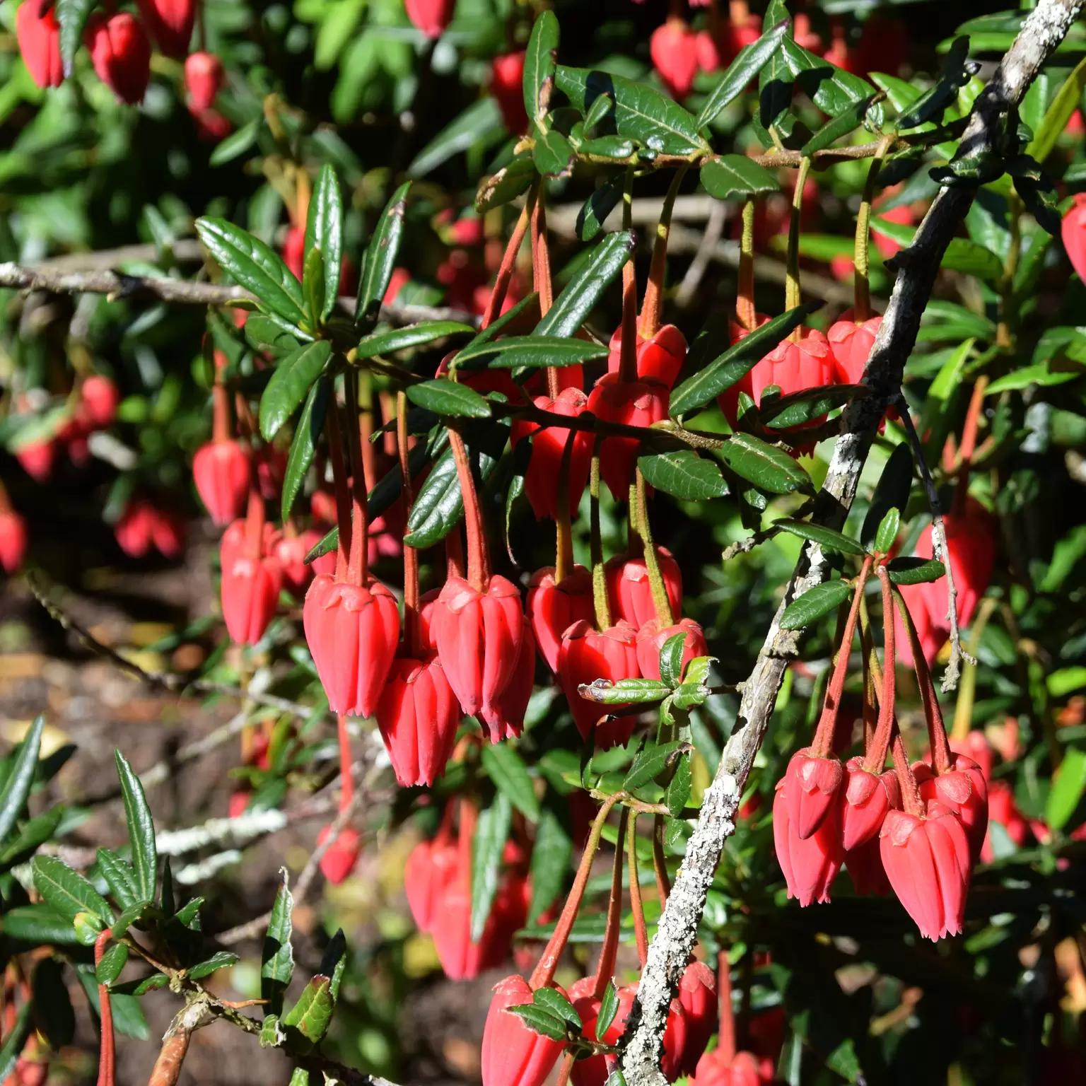 Crinodendron hookerianum - Cowell's Garden Centre | Woolsington