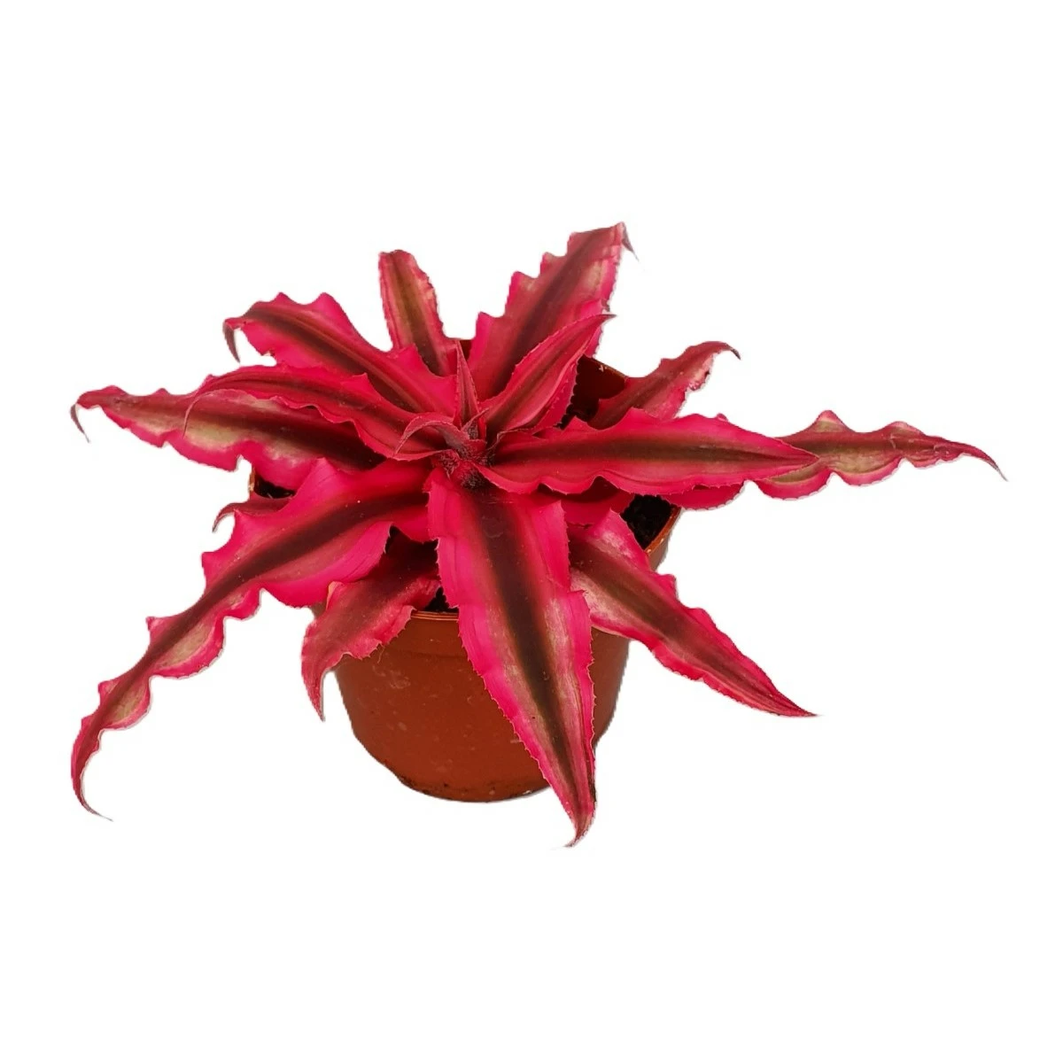 Cryptanthus 'Ruby Star' - Cowell's Garden Centre | Woolsington