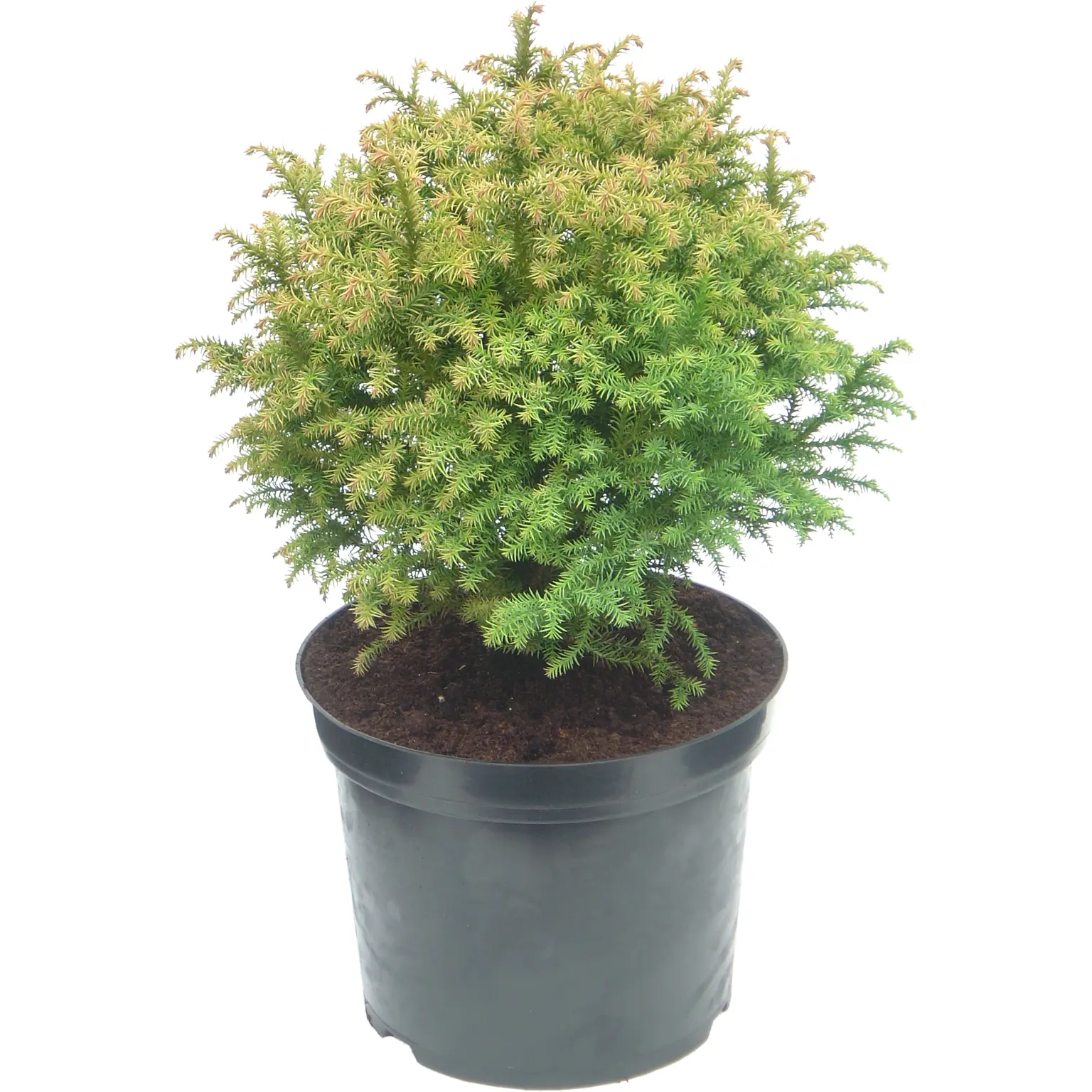 Cryptomeria japonica 'Tilford Gold' 3L - Cowell's Garden Centre ...