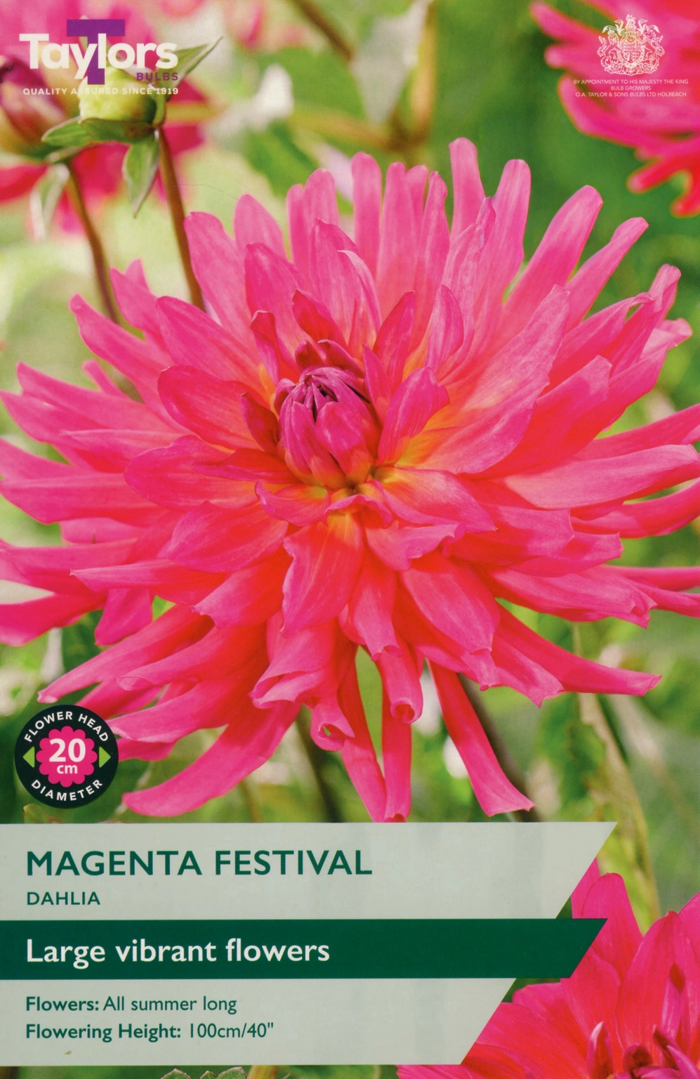 Dahlia Magenta Festival - Cowell's Garden Centre | Woolsington