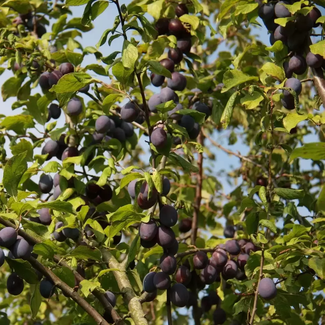 Damson (Prunus) 'Sweet Prune' VVA-1 - Cowell's Garden Centre | Woolsington