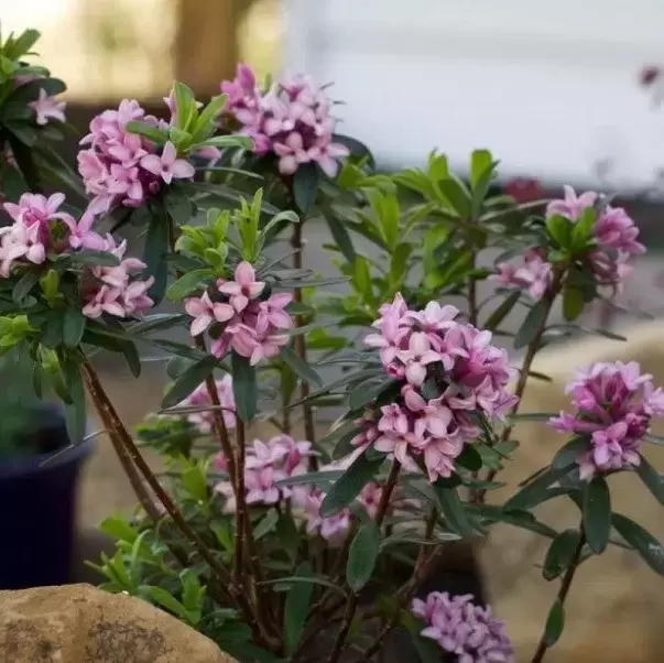 Daphne x transatlantica 'Eternal Pink Fragrance' 1L - Cowell's Garden ...