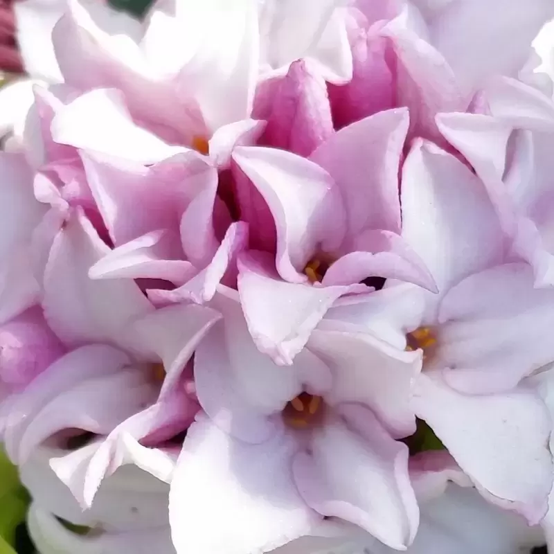 Daphne 'Perfume Princess' 2L - Cowell's Garden Centre | Woolsington
