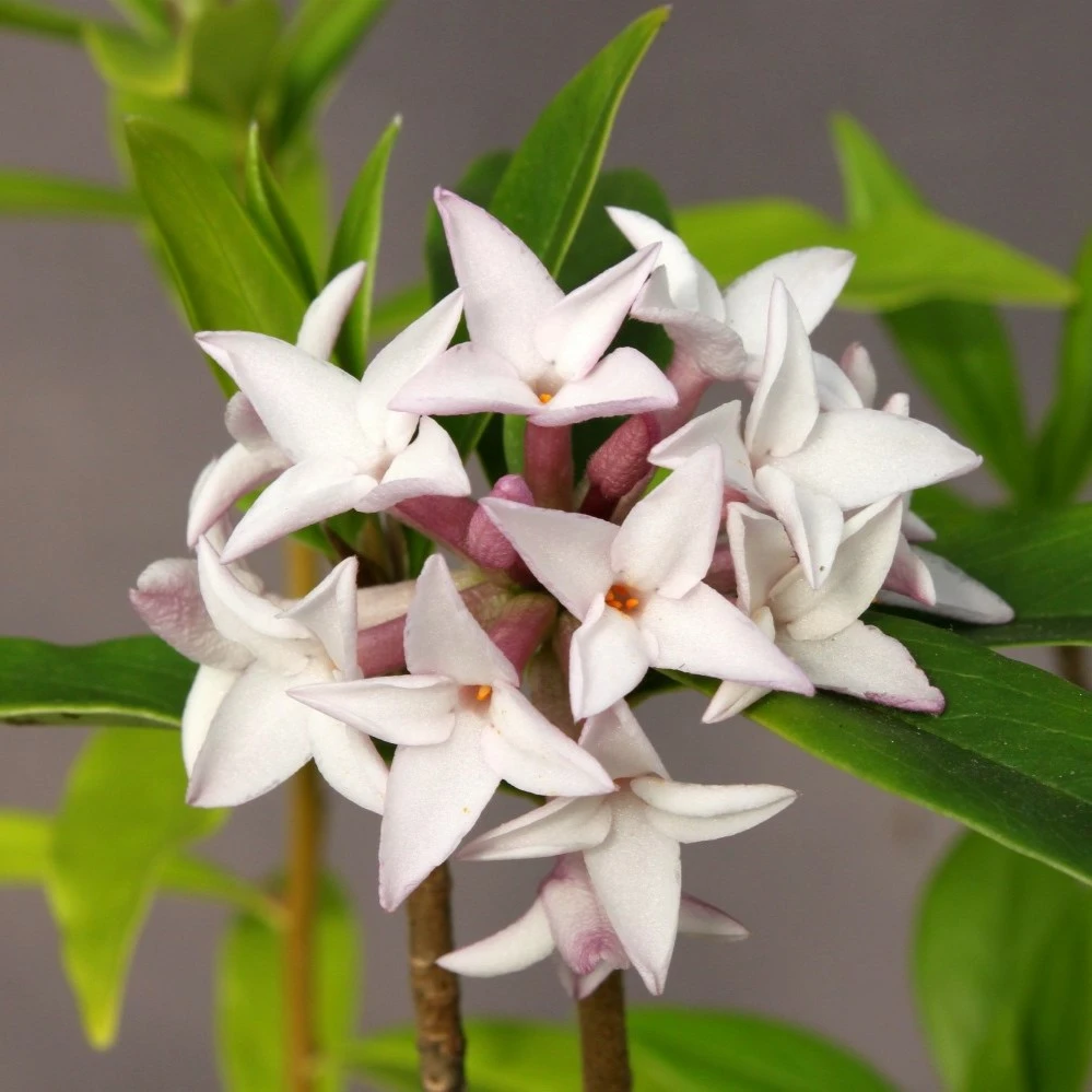 Daphne bholua 'Spring Beauty' 1L - Cowell's Garden Centre | Woolsington