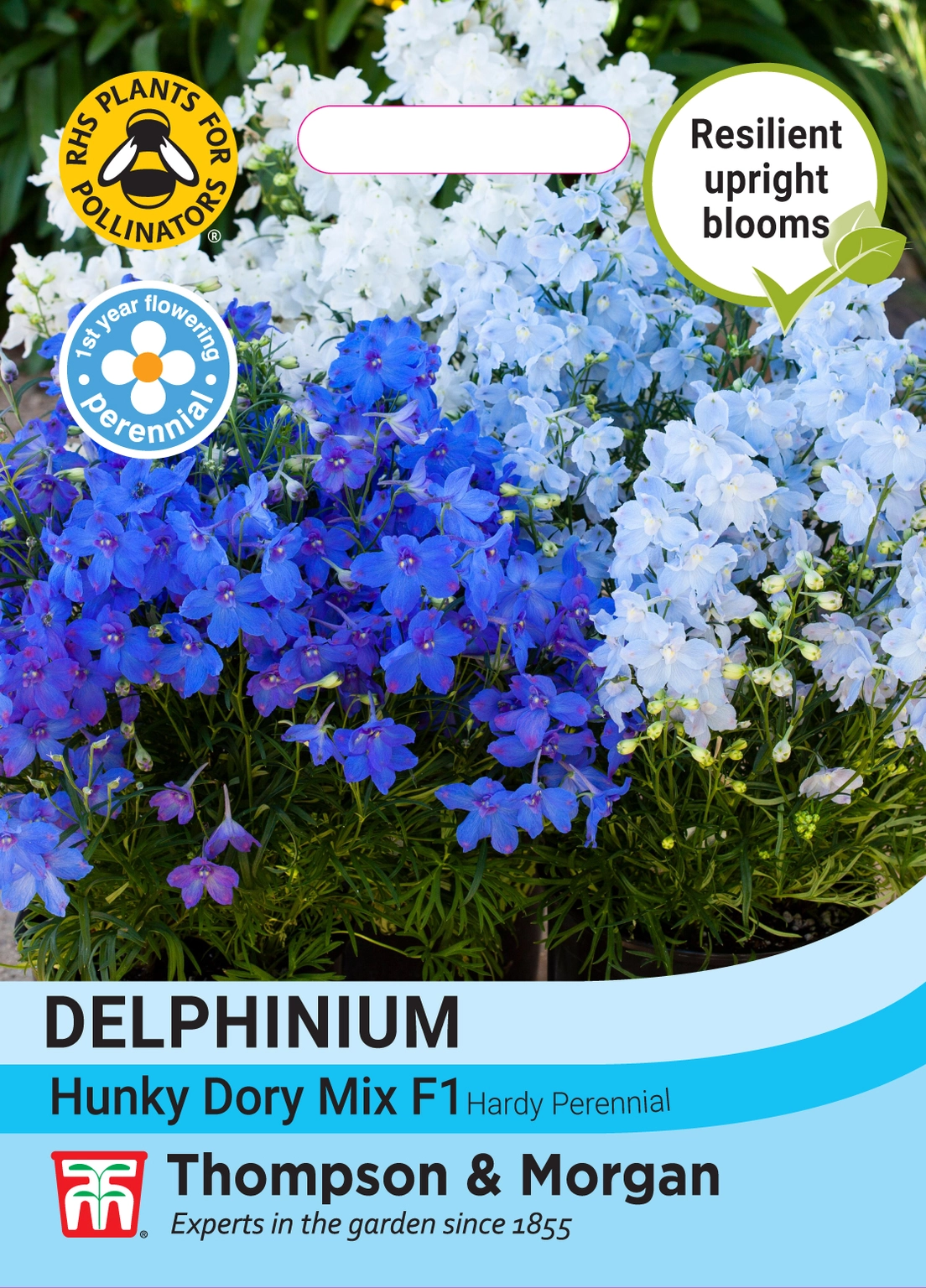 Delphinium Hunky Dory Mix F1 - Cowell's Garden Centre | Woolsington