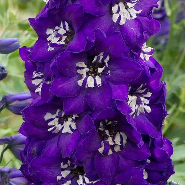 Delphinium 'Magic Fountains Dark Blue White Bee' 2L - Cowell's Garden Centre | Woolsington