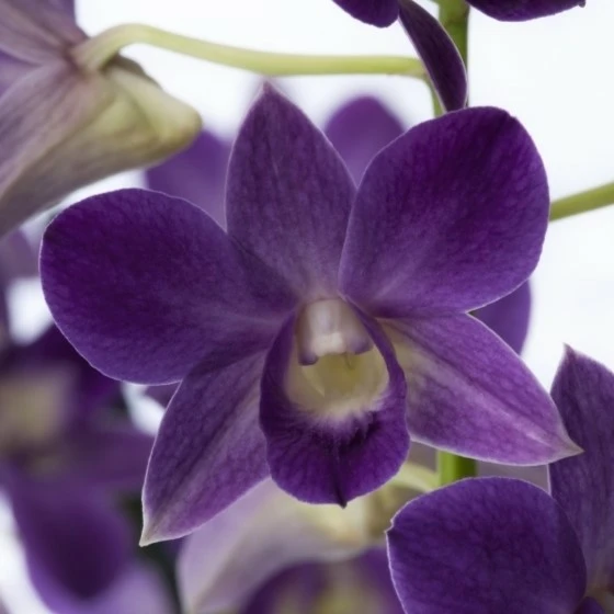 Dendrobium 'Blue Happiness' - Cowell's Garden Centre | Woolsington