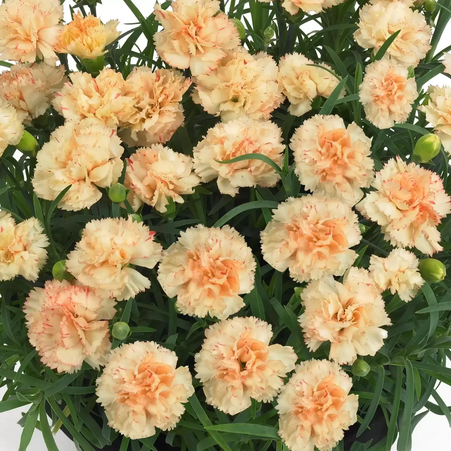 Dianthus 'Bling Bling Yellow' - Cowell's Garden Centre | Woolsington