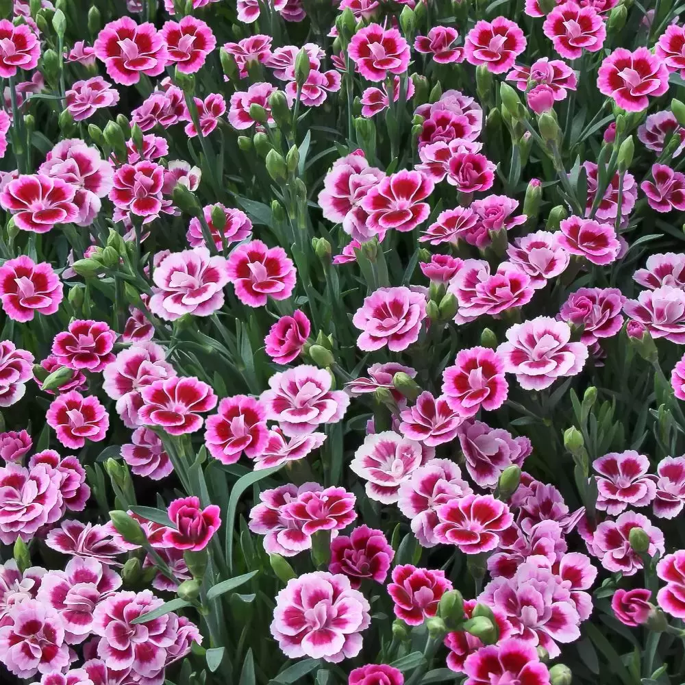 Dianthus 'Pink Kisses' 12cm - Cowell's Garden Centre | Woolsington