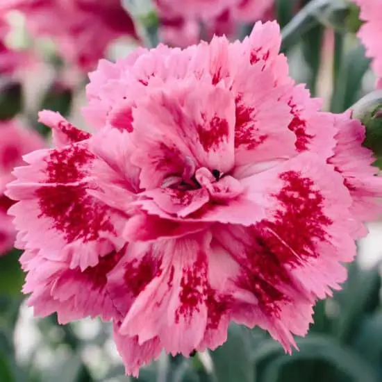 Dianthus 'Sugar Raspberry' 9cm - Cowell's Garden Centre | Woolsington