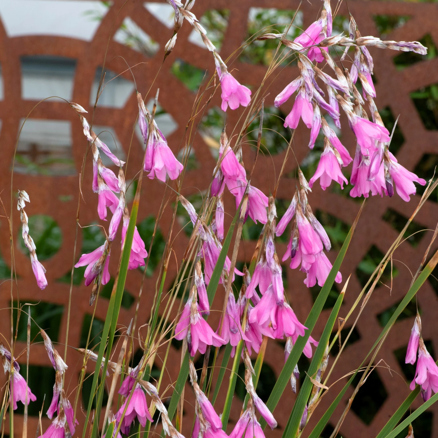 Dierama 'Wind Nymph Cameo' - Cowell's Garden Centre | Woolsington