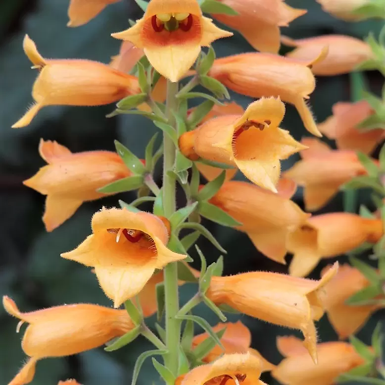Digitalis × valinii 'Firecracker' 3L - Cowell's Garden Centre | Woolsington