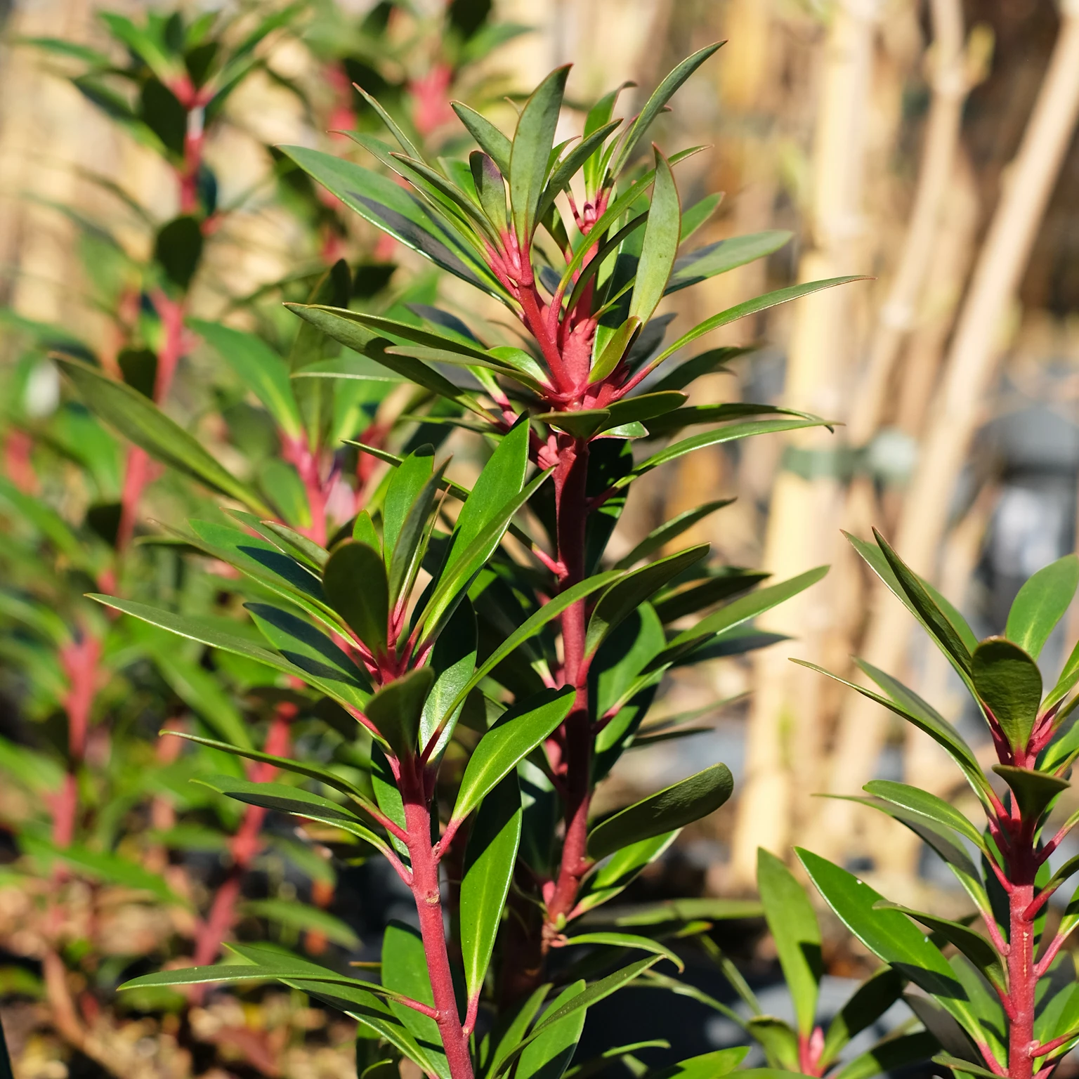Drimys lanceolata 'Red Spice' - Cowell's Garden Centre | Woolsington