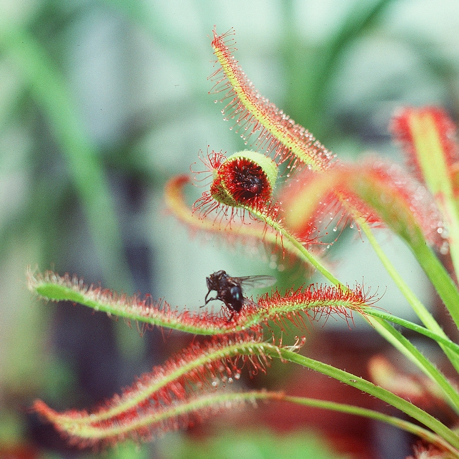 Drosera capensis - Cowell's Garden Centre | Woolsington