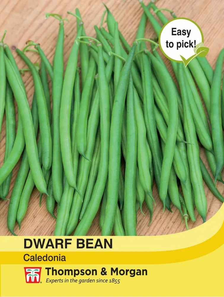 Dwarf Bean Caledonia - Cowell's Garden Centre | Woolsington