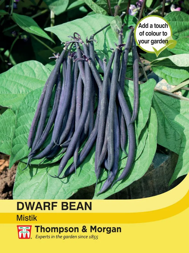 Dwarf Bean Mistik - Cowell's Garden Centre | Woolsington