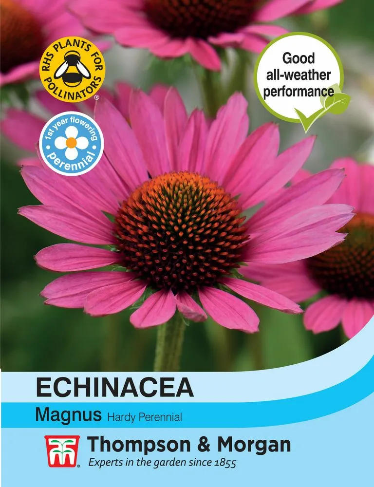 Echinacea Magnus - Cowell's Garden Centre | Woolsington