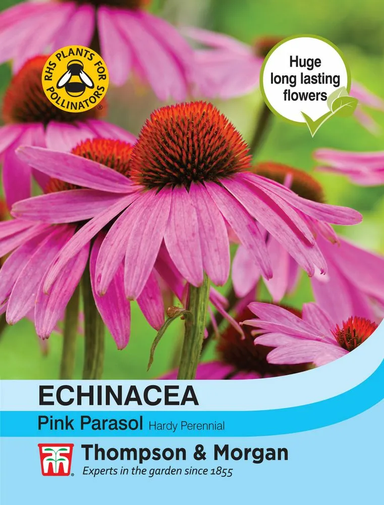 Echinacea Pink Parasol - Cowell's Garden Centre | Woolsington