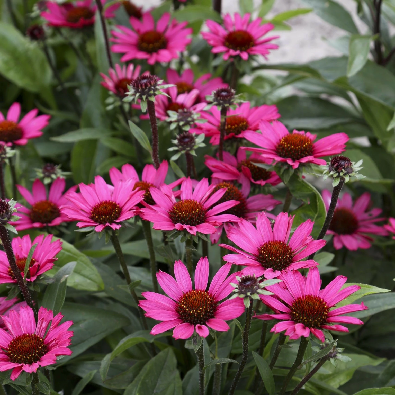 Echinacea 'Sunseekers Purplelicious' 3L - Cowell's Garden Centre ...