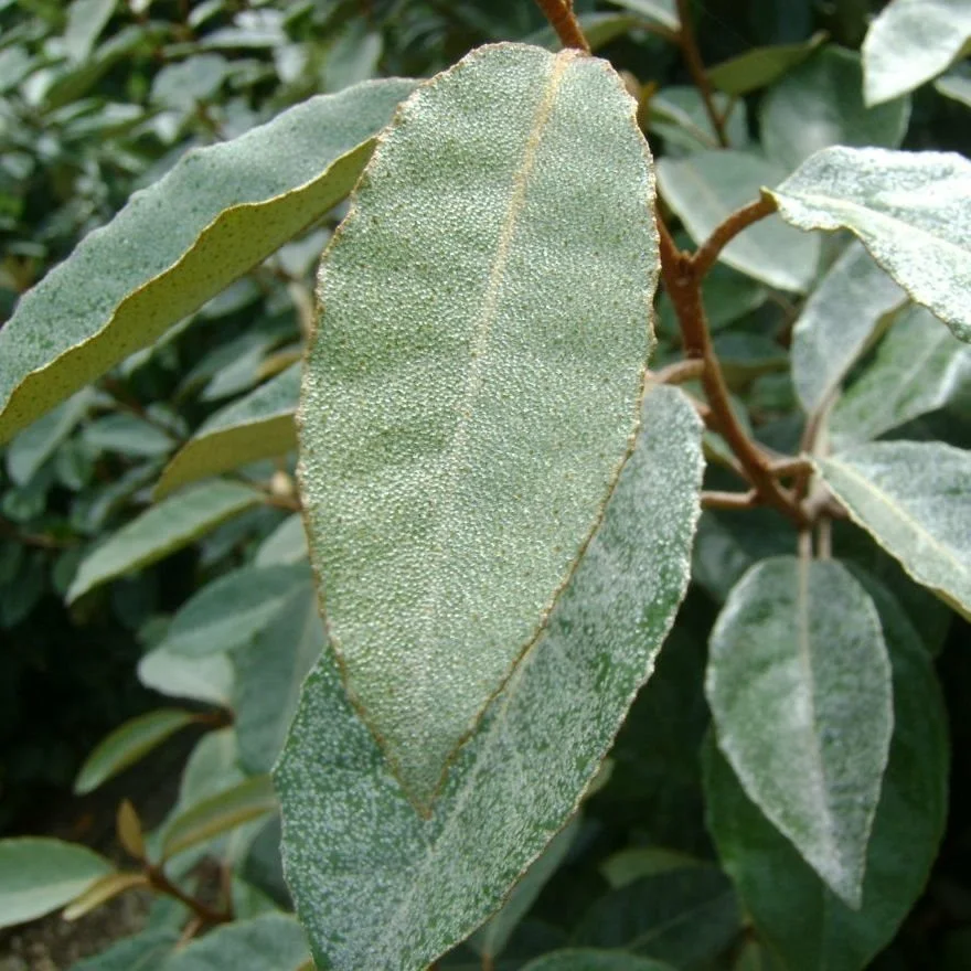 Elaeagnus x ebbingei 'Compacta' 3L - Cowell's Garden Centre | Woolsington