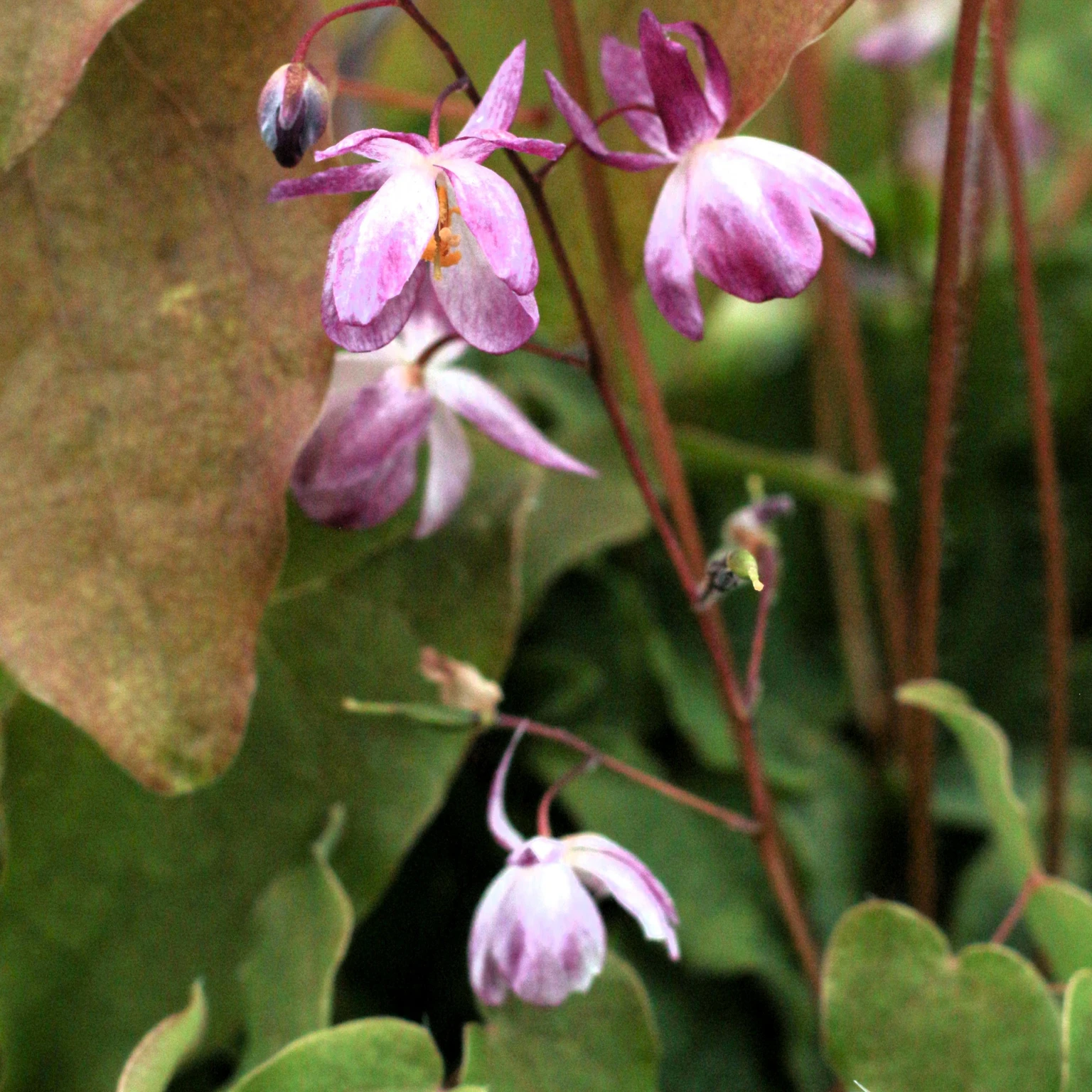 Epimedium x youngianum 'Merlin' - Cowell's Garden Centre | Woolsington